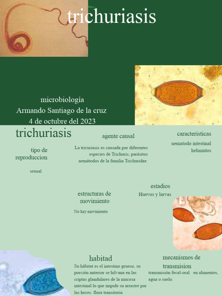 Trichuriasis: Causas, Síntomas y Tratamiento | PDF | Especialidades Medicas | Medicina CLINICA