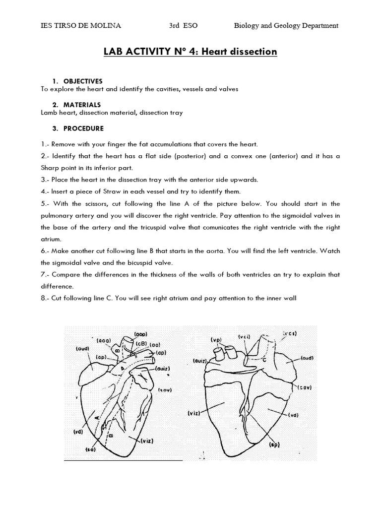 Lab Activity 4 Heart Dissection | PDF Lab Activity 4 Heart Dissection | PDF