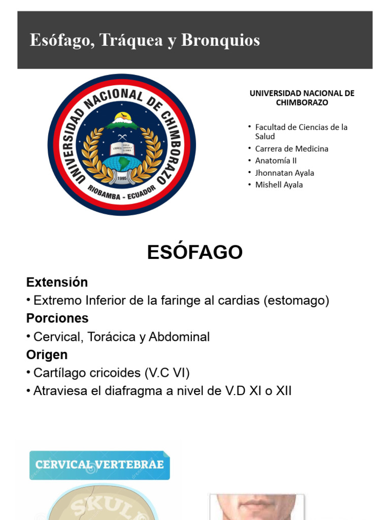 Esófago, Tráquea y Bronquios | PDF | Esófago | Estómago