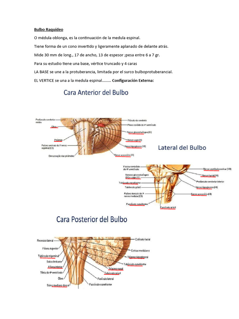 Anatomía del Bulbo Raquídeo y Cerebelo | PDF | Cerebro | Cerebelo
