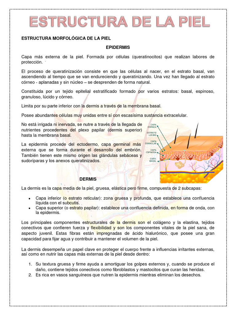 Estructura de La Piel | PDF