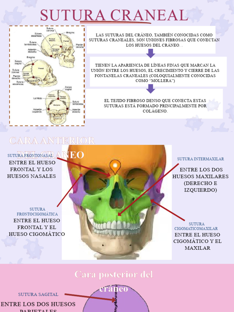 Sutura Del Craneo | PDF | Cráneo | Sistema esquelético