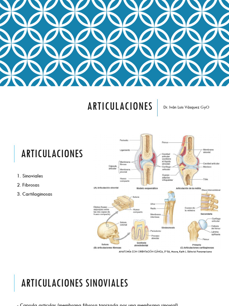 ARTICULACIONES | PDF | Articulación | Sistema musculoesquelético