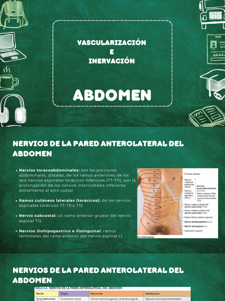 abdomen | PDF