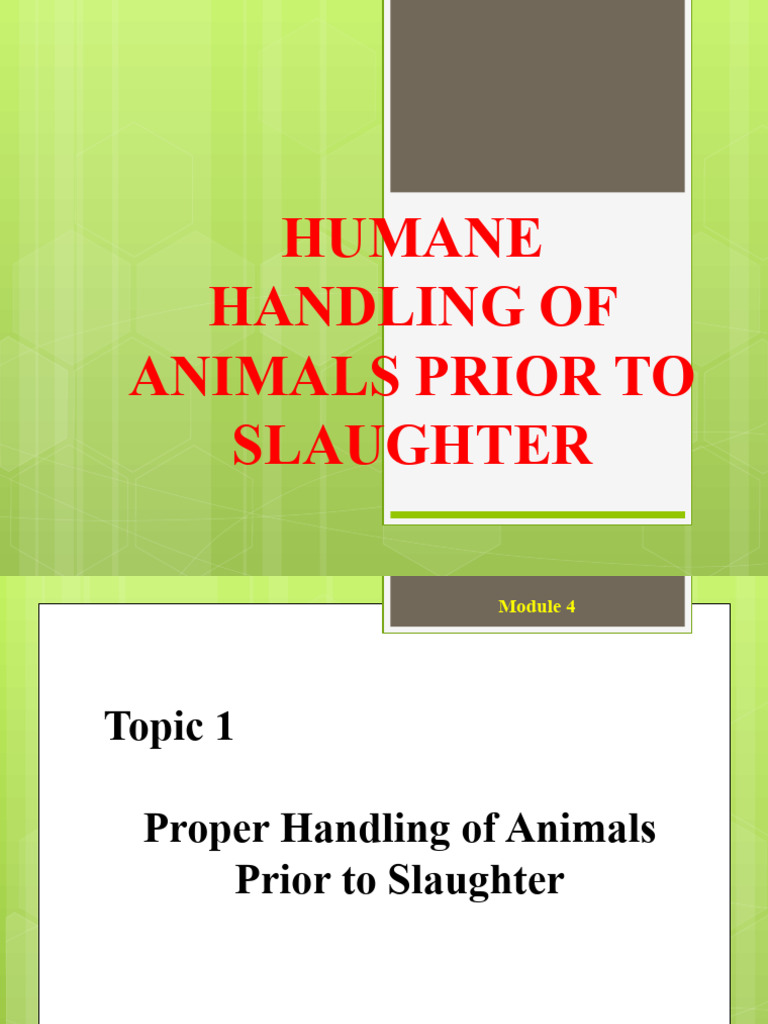 Pre Slaughter Animal Handling | PDF | Animal Slaughter | Animal Welfare