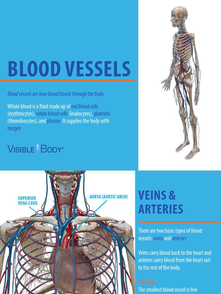 VisibleBody Blood Vessels | PDF | Coronary Circulation | Vein