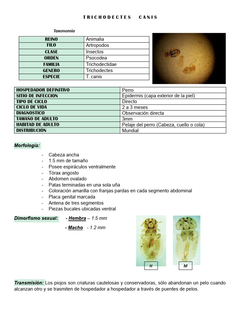 TRICHODECTES CANIS - SANTIAGO ORTIZ ARELI JATZIRI - PERRO | PDF | Gatos