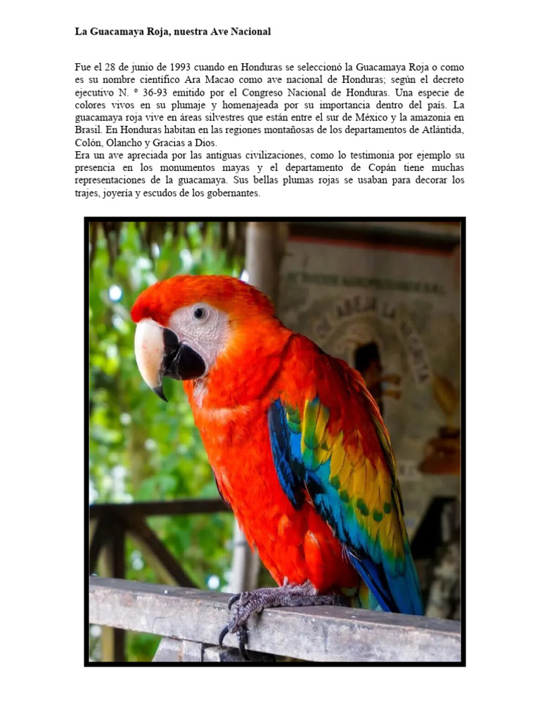 La Guacamaya Roja | PDF