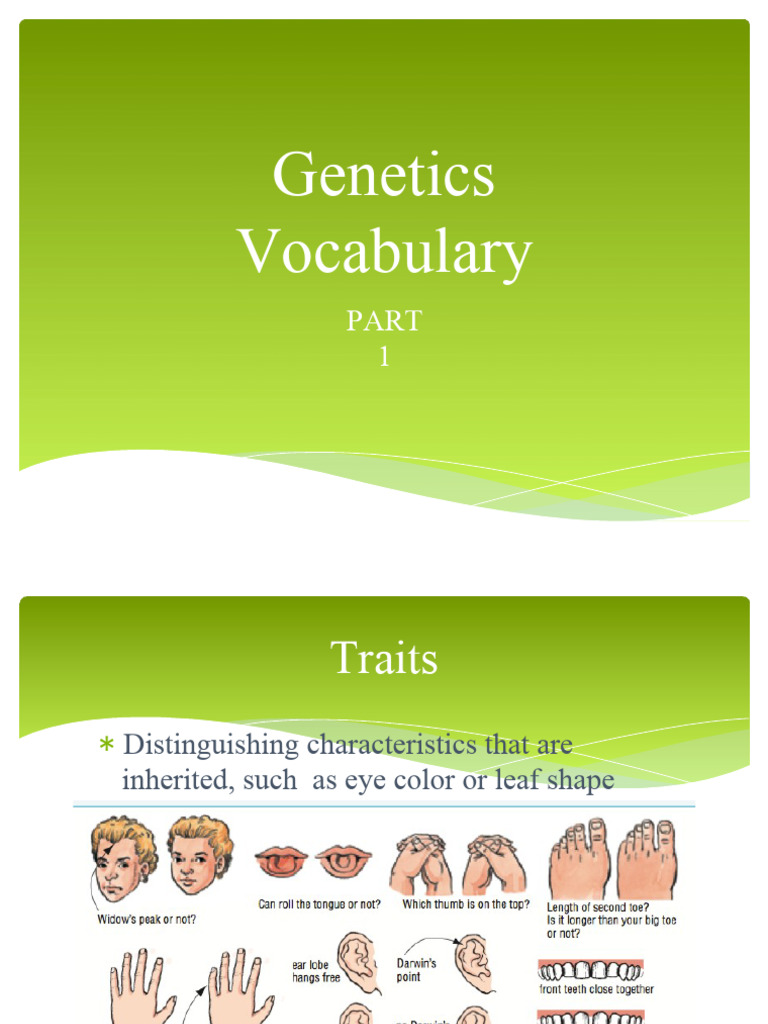 Genetics Vocabulary | PDF