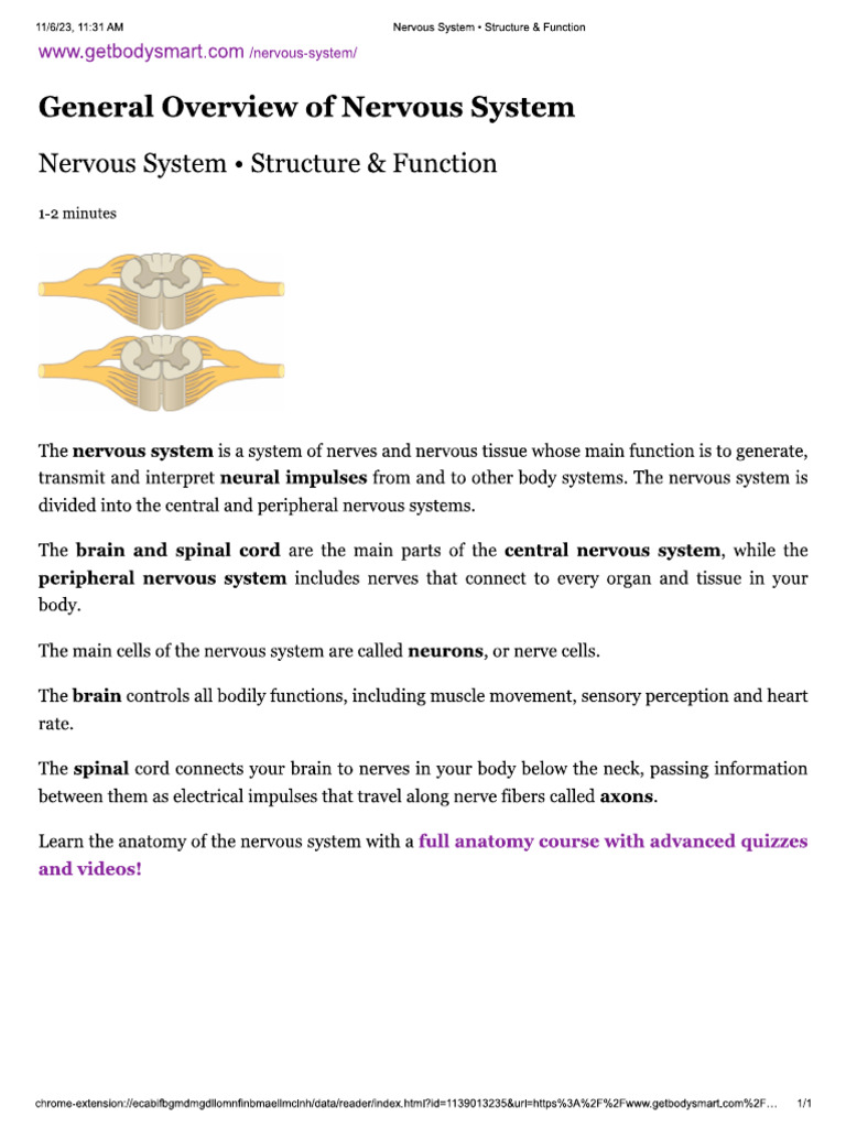 General Overview of Nervous System | PDF