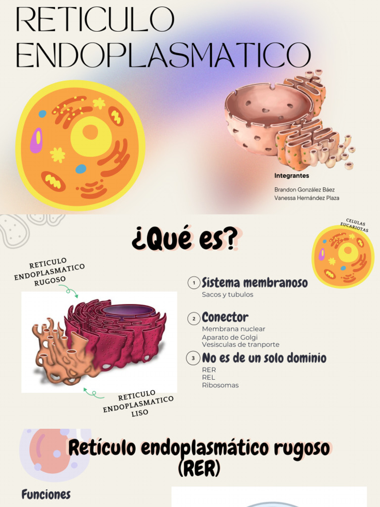 Reticulo Endoplasmático | PDF