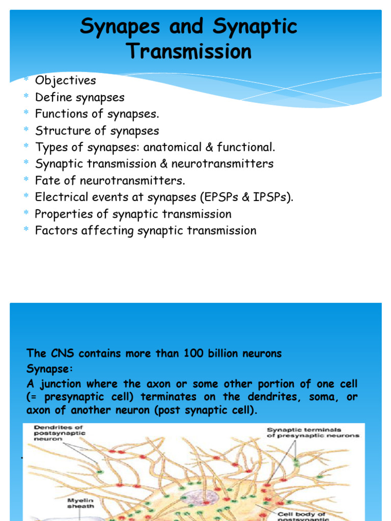 Synapses Receptors 2019 | PDF