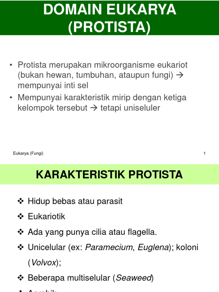 Domain Eukarya Protista | PDF