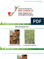 Rice Morphology and Growth Stages Guide | PDF | Rice | Seedling