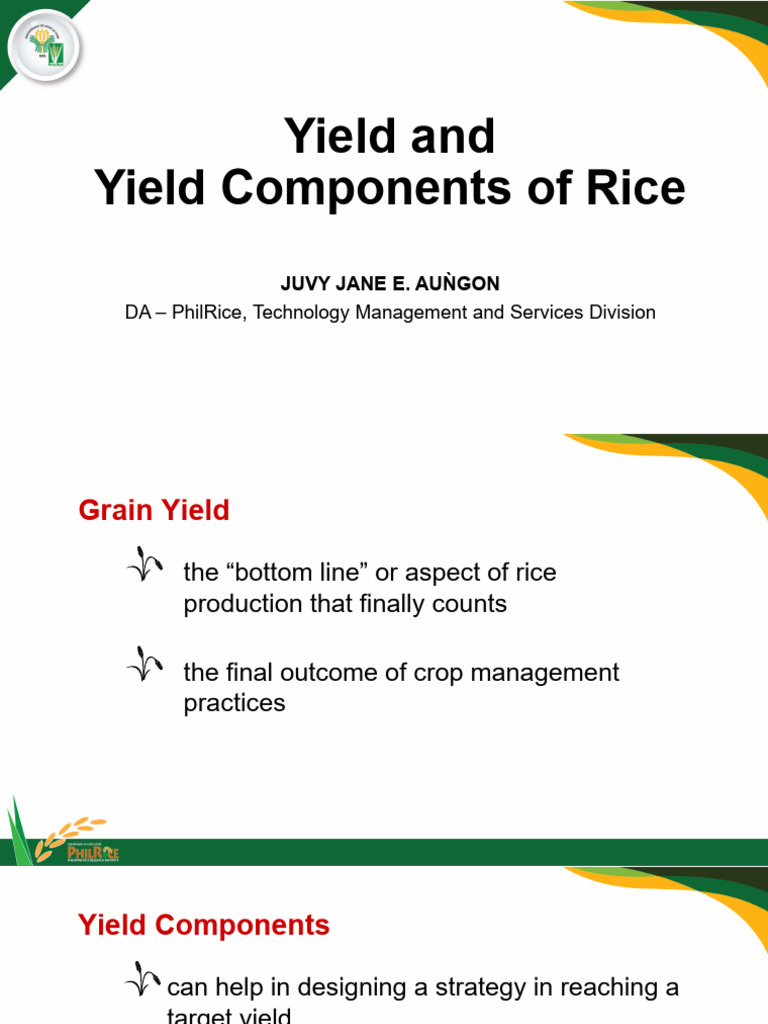 Yield Components Analysis of Rice | PDF | Rice | Cereals
