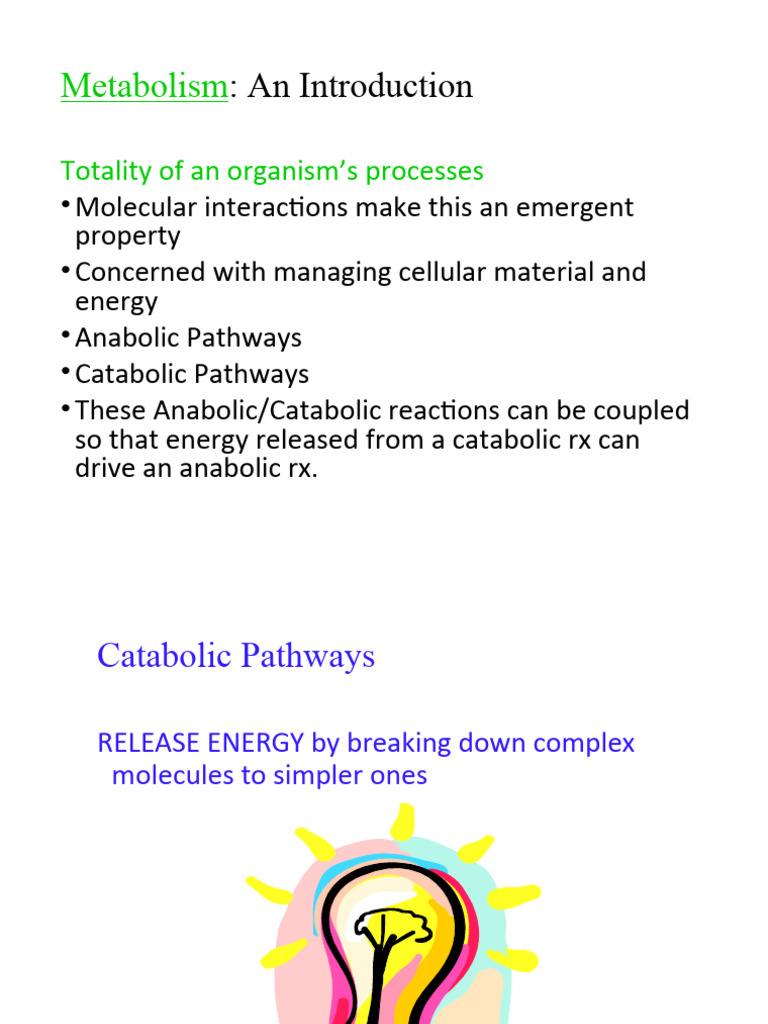 Metabolism 2 | PDF | Enzyme | Enzyme Inhibitor