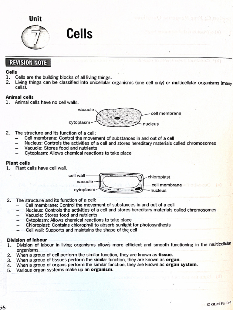 Unit 7 Cell | PDF