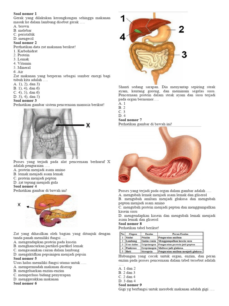 Soal Sistem Pencernaan | PDF
