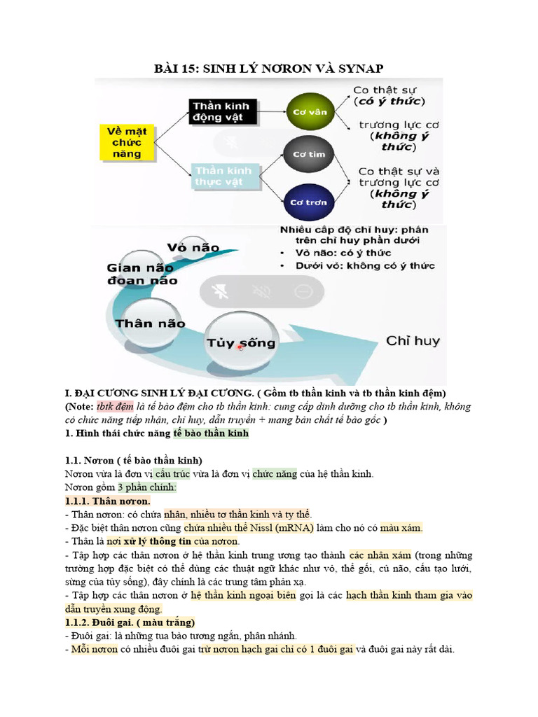 Sinh Lý Nơron Và Synap | PDF