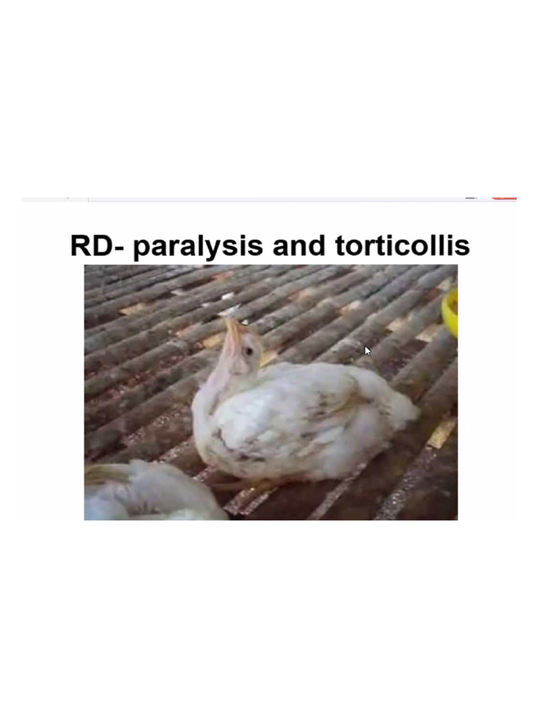 Poultry Practical Pathology | PDF