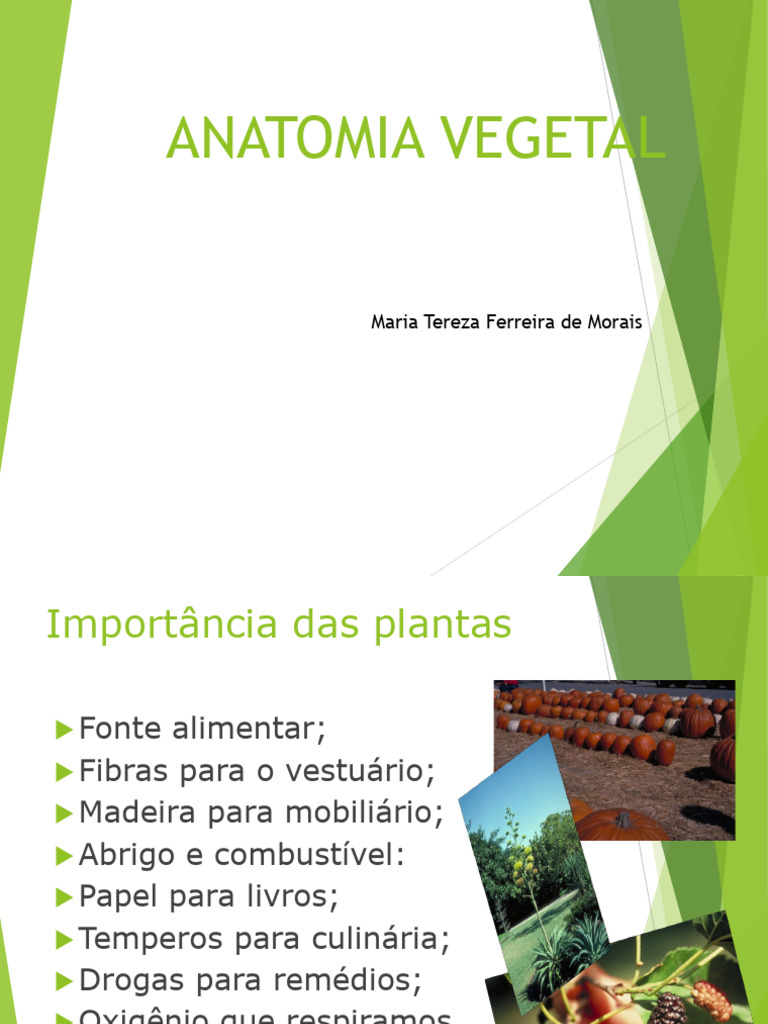 Aula 01 ANATOMIA VEGETAL Cap 1 e 2 Anatomia Vegetal | Download grátis ...