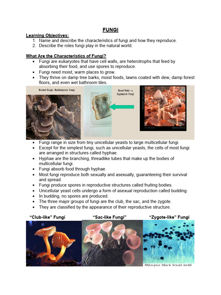 FUNGI - GR 7 Lesson Notes | Download Free PDF | Fungus | Bacteria