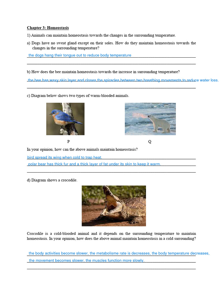 Chapter 3 Homeostasis | PDF | Stoma | Thermoregulation