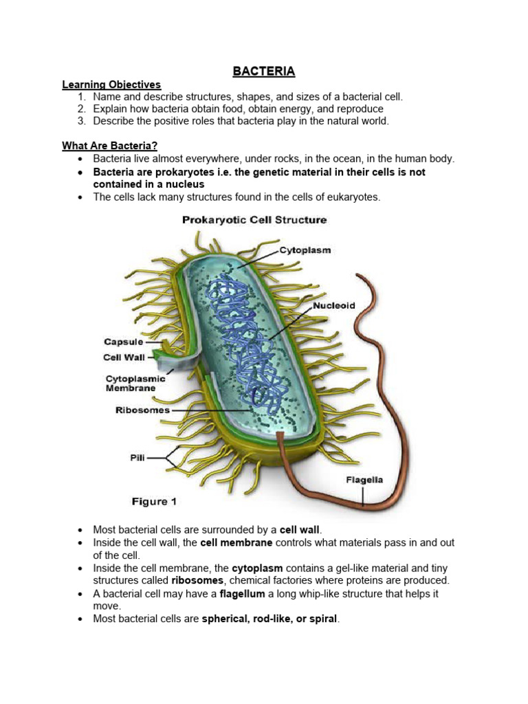 BACTERIA - GR 7 Lesson Notes | PDF