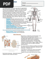 Dog Skeletal System Overview | PDF | Vertebra | Skeletal System