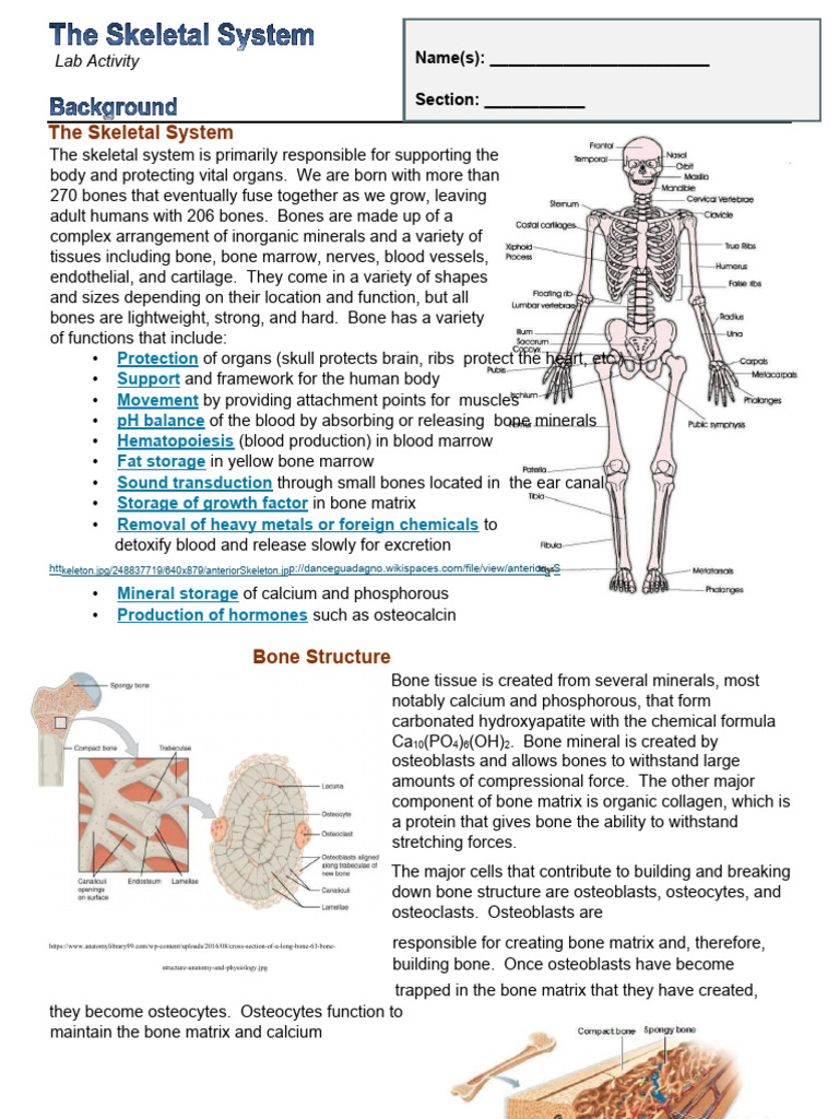 The - Skeletal - System Lab Act | PDF | Bone | Osteoblast The - Skeletal - System Lab Act | PDF | Bone | Osteoblast