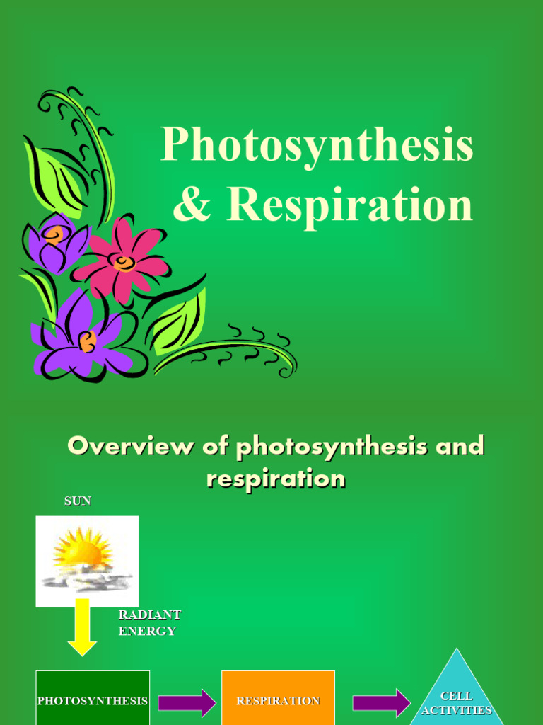 Photosynthesis and Respiration | PDF