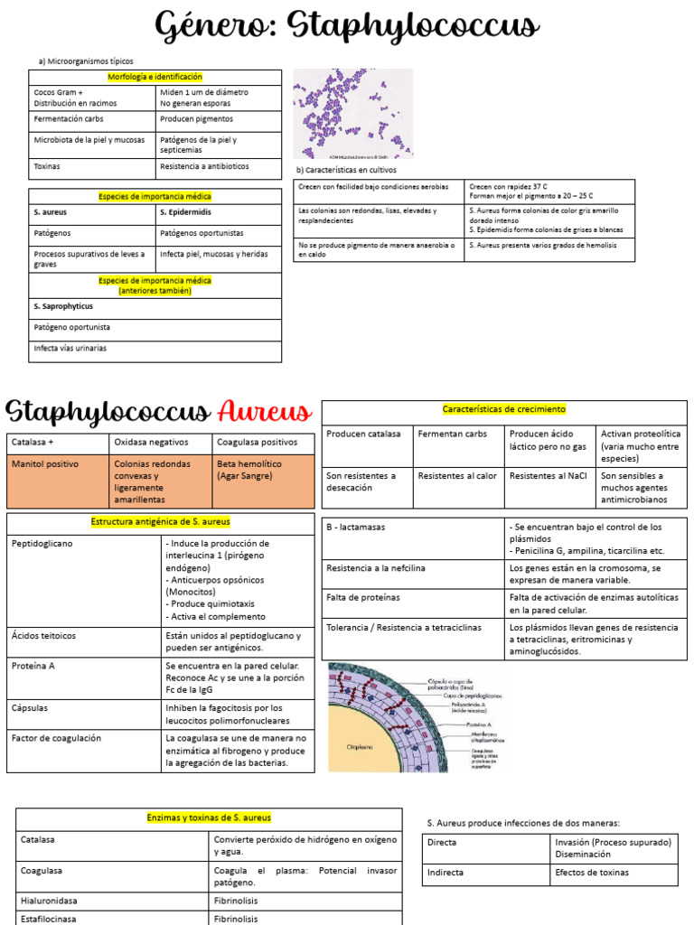 Parcial 2 Staphylococcus | PDF | Staphylococcus Aureus | Especialidades ...