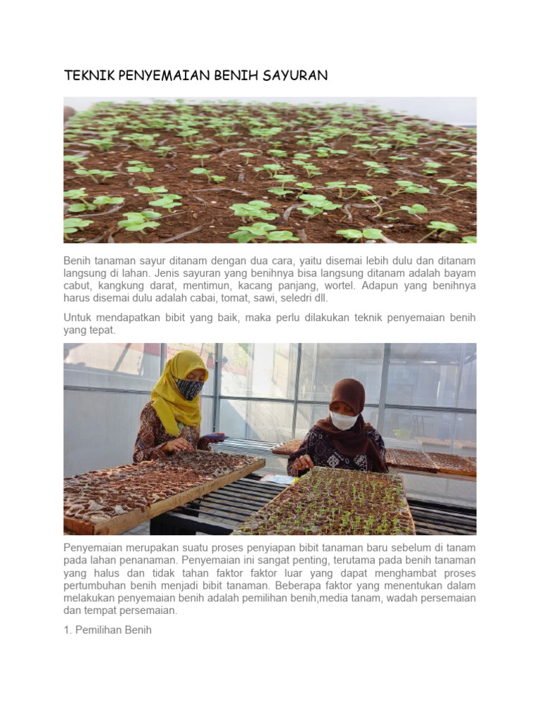 Teknik Penyemaian Benih Sayuran | PDF