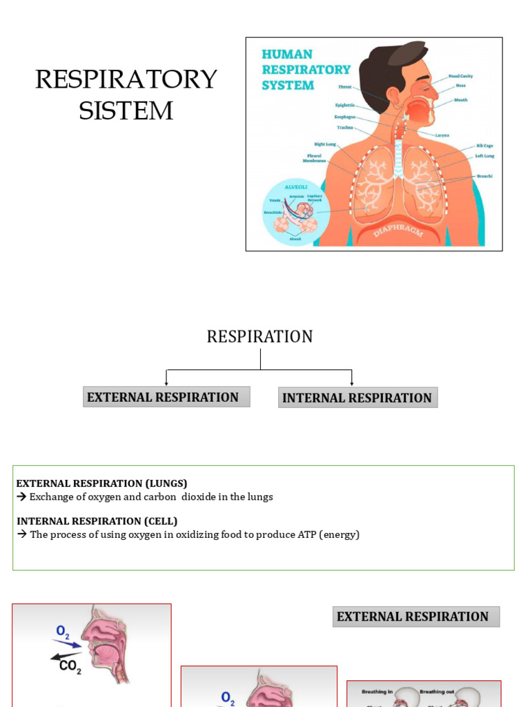 Respiratory System | PDF | Respiratory Tract | Respiratory System