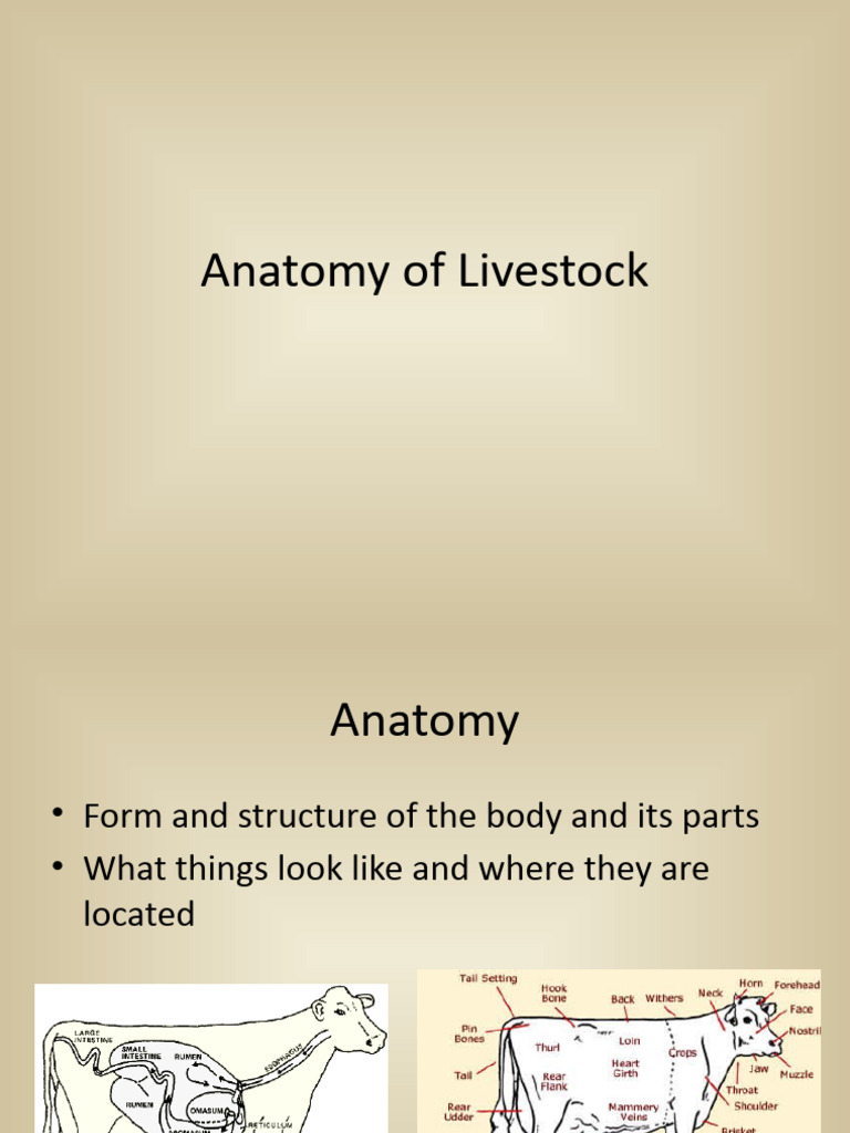 Anatomy of Livestock | PDF | Human Body | Respiratory System
