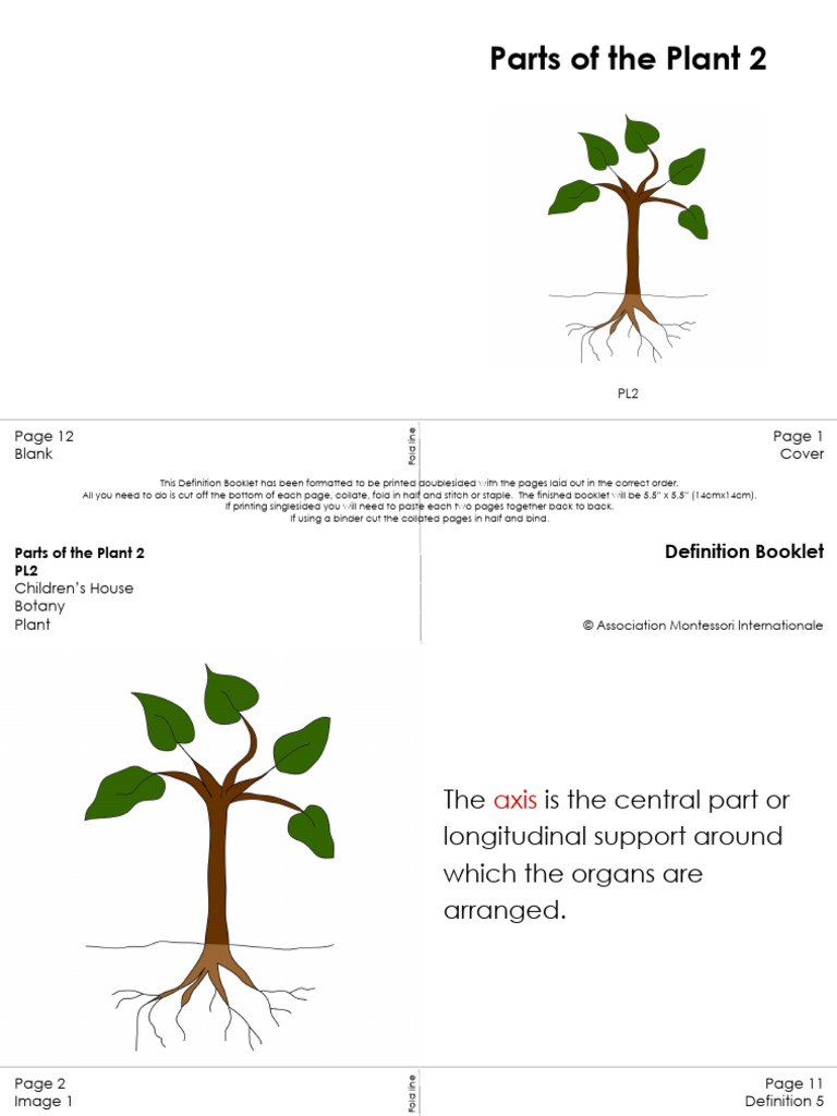Part-Of-The-Plants-2 Booklet | PDF | Branches Of Botany | Plant Morphology