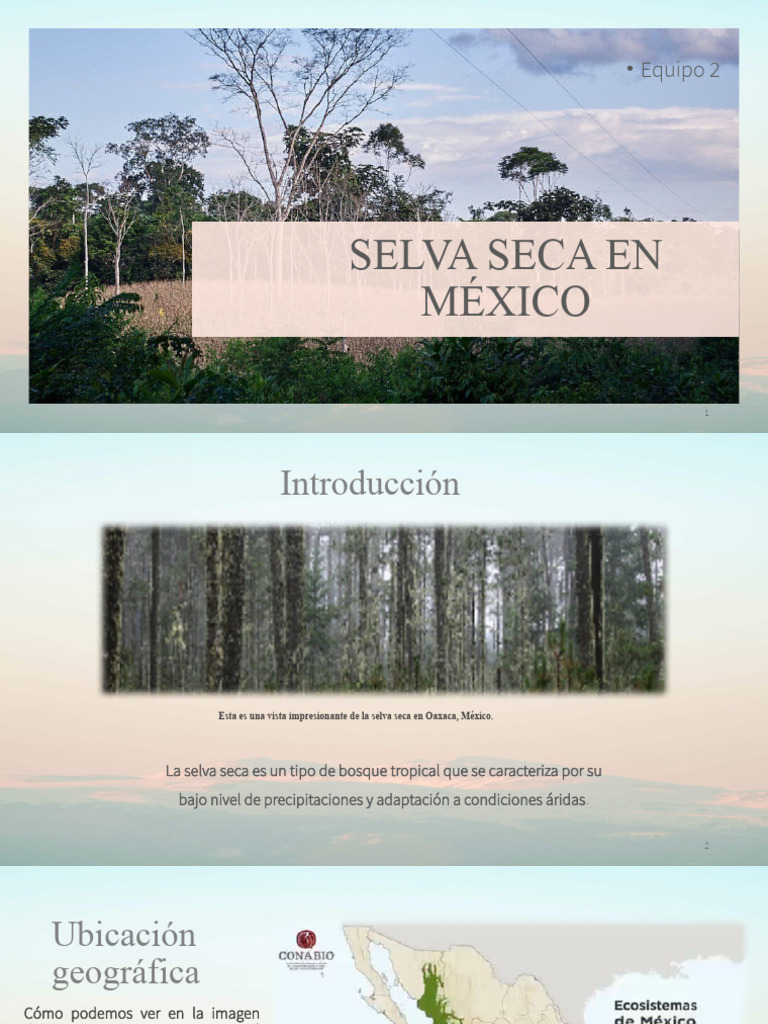 Flora y fauna de la selva seca en México | PDF | Selva | Sequía