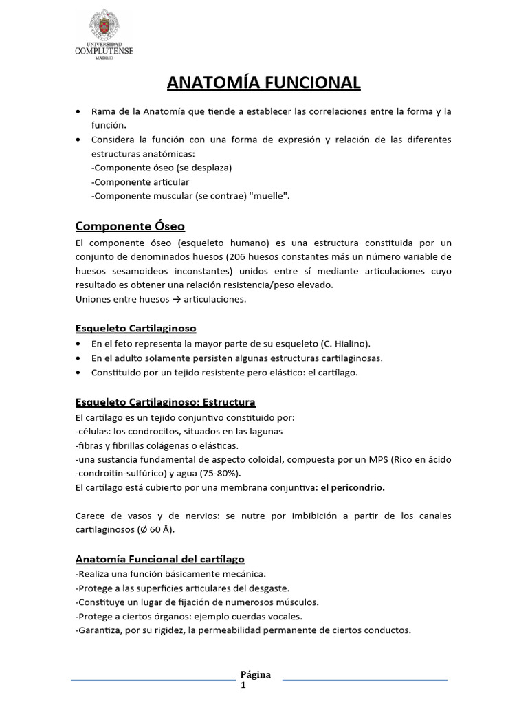 Anatomía Funcional | PDF