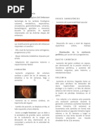 Signo de Piscacek | PDF | Útero | El embarazo