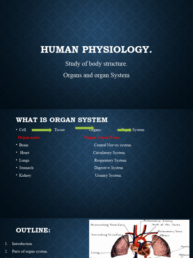 Human Physiology | PDF | Human Body | Heart