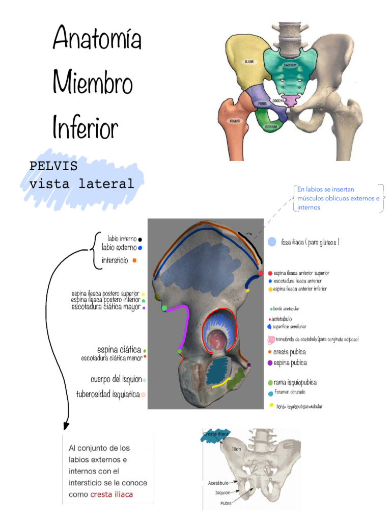 Anatomía del Miembro Inferior | PDF
