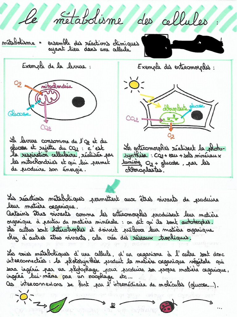 2nde - 7 - Le Métabolisme Des Cellules | PDF