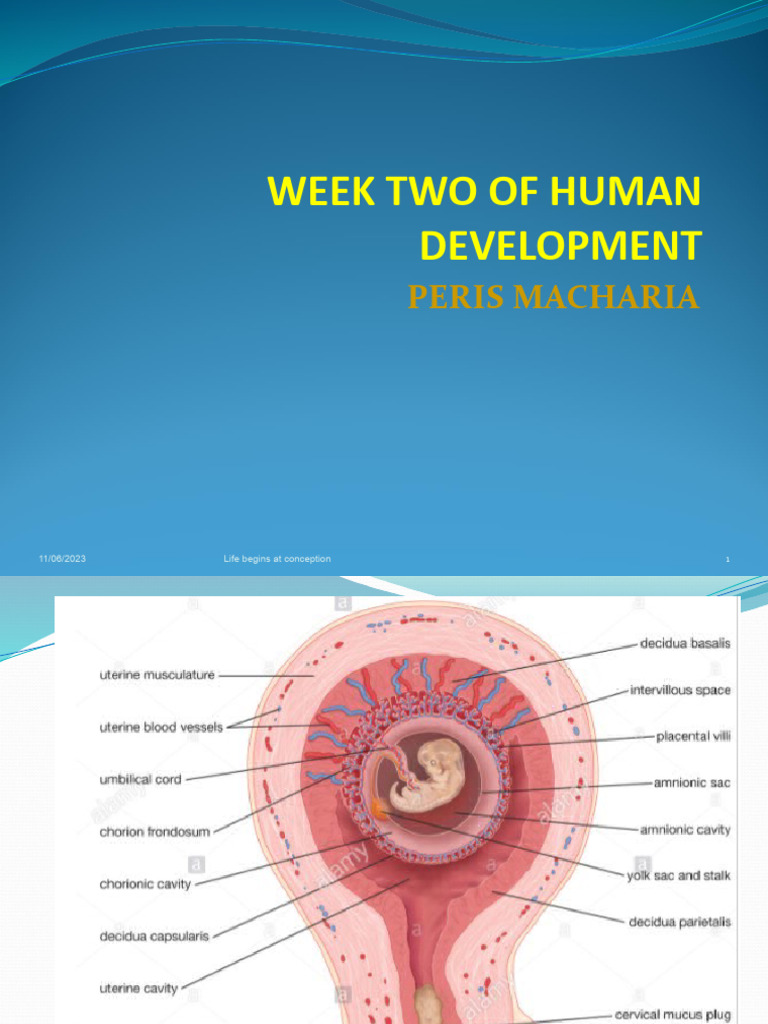 Week Two of Embryology | PDF | Placenta | Developmental Biology