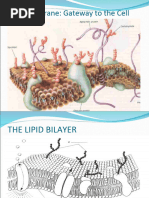 Biology Membranes A-Level OCR Notes | PDF | Cell Membrane | Biotechnology