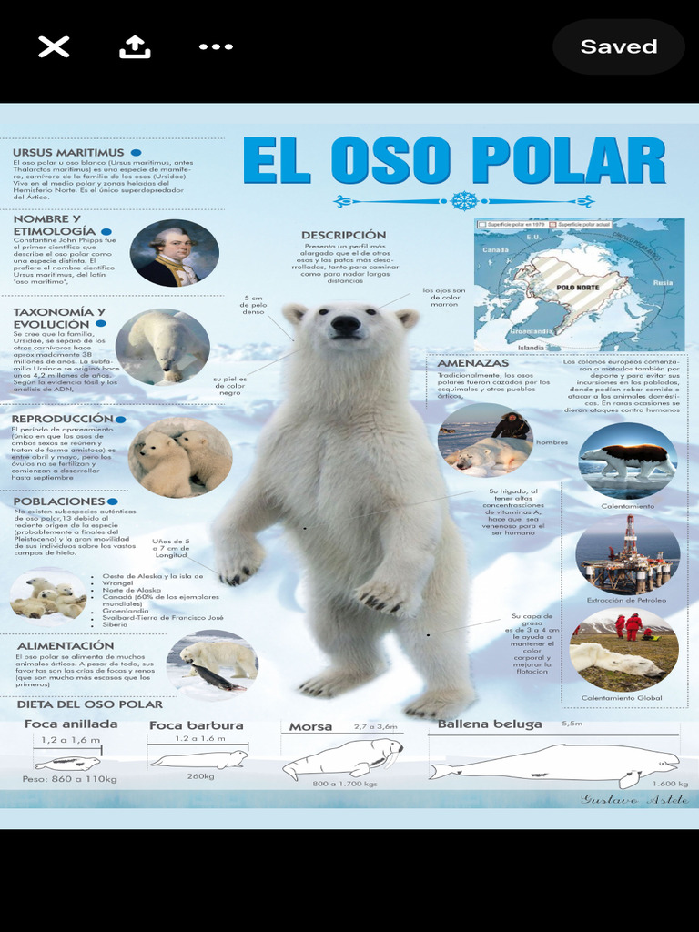 Infografía oso polar Animales polares, Oso polar, Infografia de animales | PDF