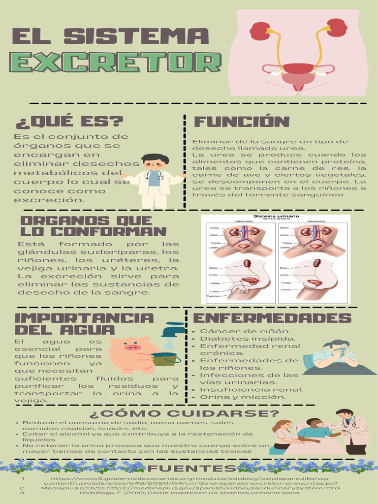 Infografía Del Sistema Excretor | PDF | Sistema urinario | Riñón