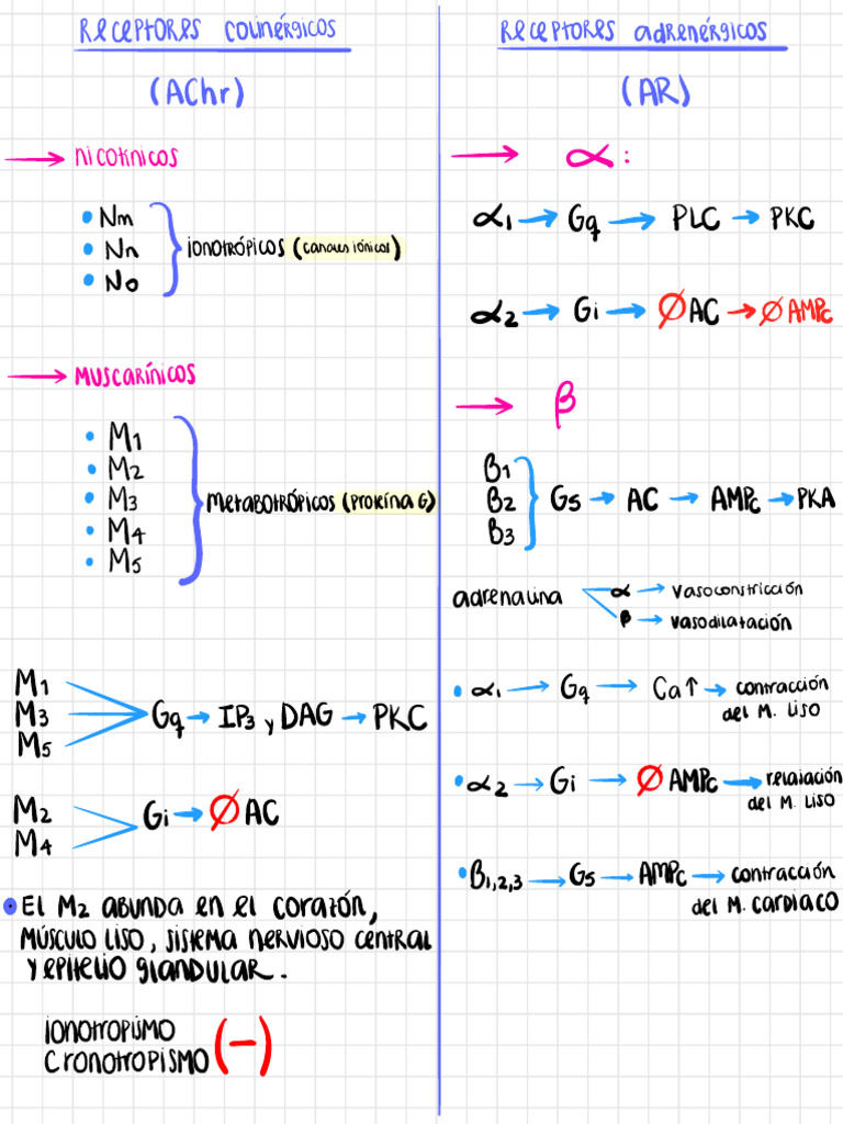 Cuaderno 2 Fisiología Morfo 3 | PDF | Cardiovascular Physiology | Circulatory System