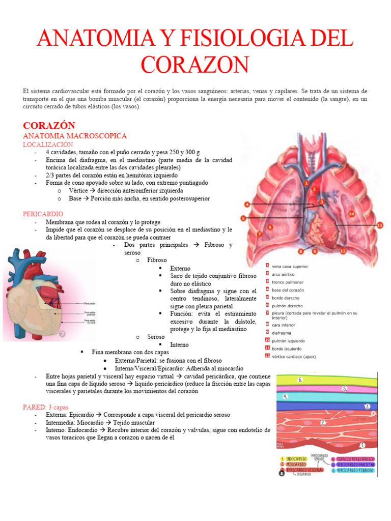 1 Anatomia y Fisiologia Del Corazon | PDF | Corazón | Ventrículo (corazón)