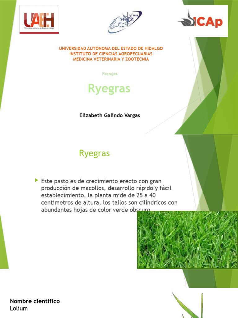 Características y Usos del Ryegrass | PDF | Pasto | Pasto