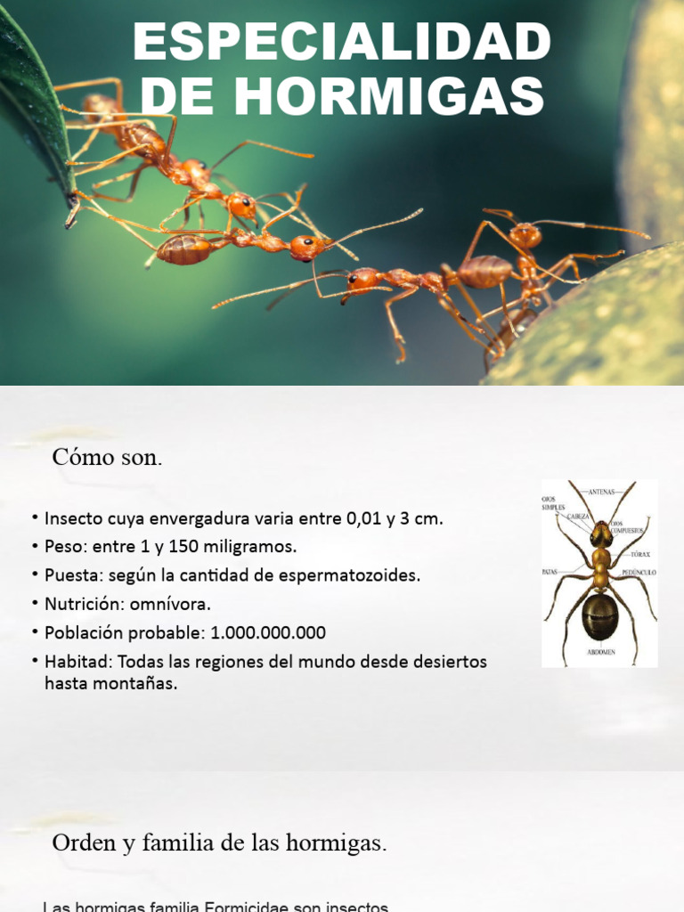 Hormigas: Ciclo, Hábitat y Beneficios | PDF | Hormiga | Insectos